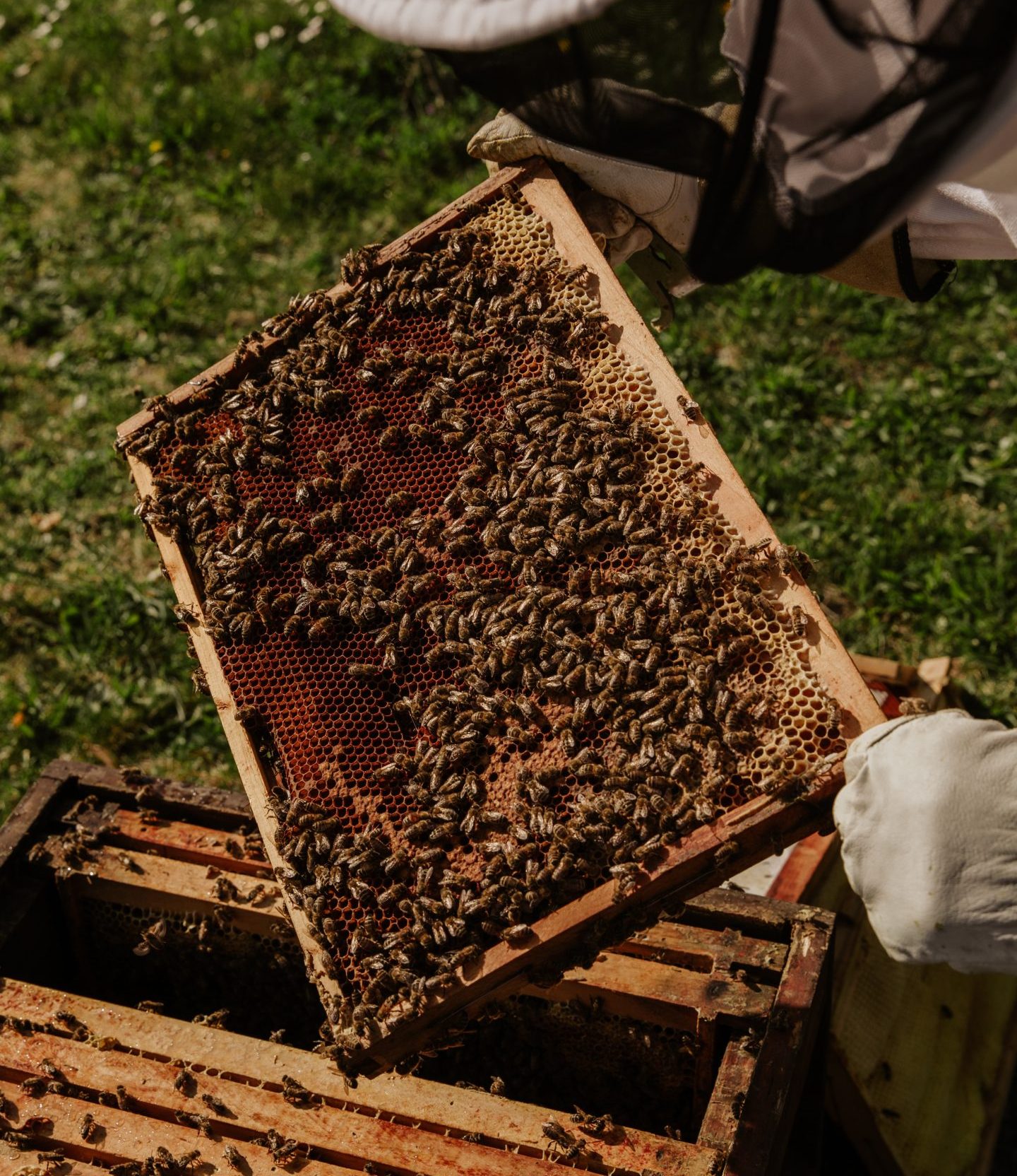 About – Matrel Honey